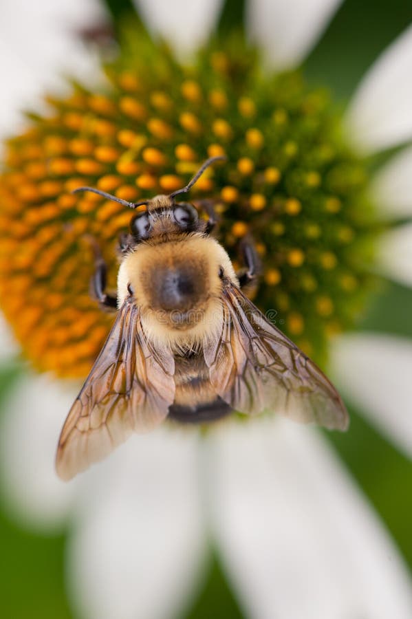 Bumblebee with Wings on White Flower Stock Image - Image of nectar ...