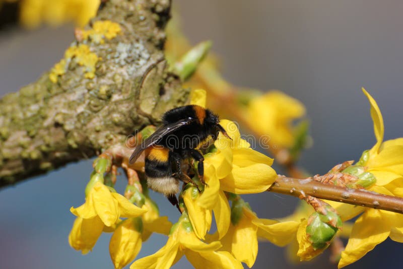 Bumblebee on Yellow Bloom stock image. Image of hair - 40290663