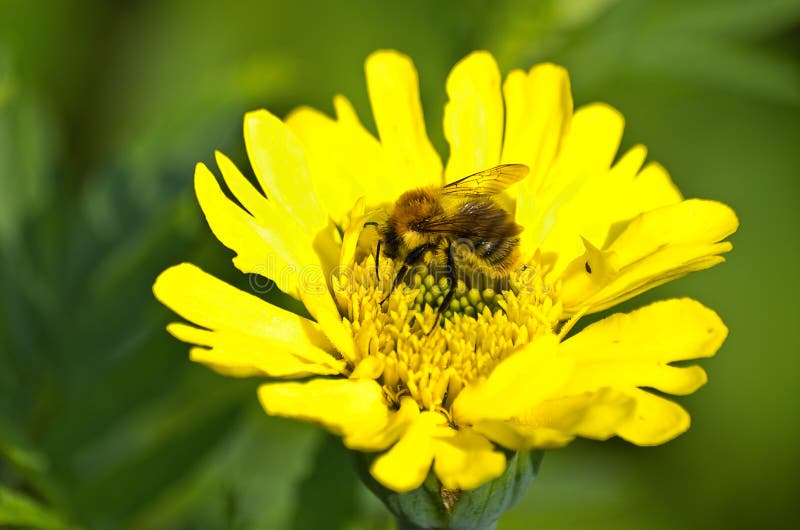 Bumblebee on Yellow Blossom Stock Photo - Image of nature, nectar ...