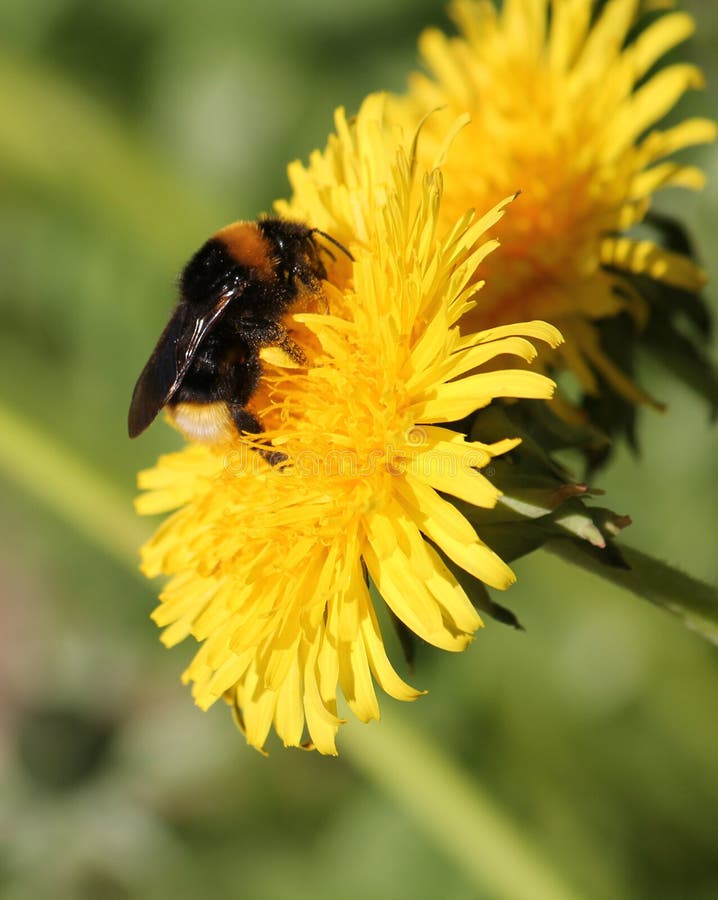 Bumblebee on Yellow Dandelion Flower Stock Photo - Image of pollination ...