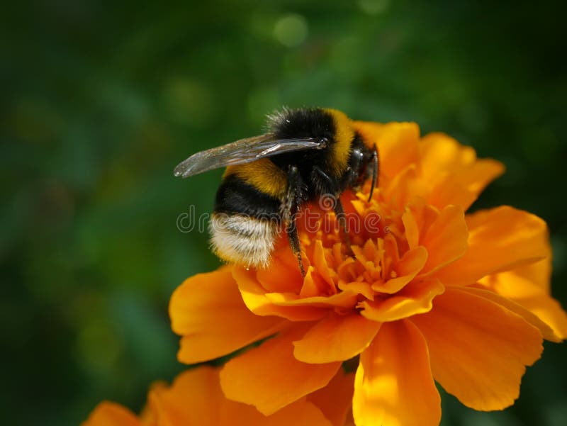 A Bumblebee on a Yellow Flower Stock Image - Image of white, wildflower ...