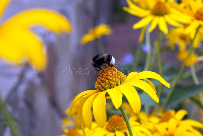 Bumblebee on yellow flower stock photo. Image of summer - 5934150