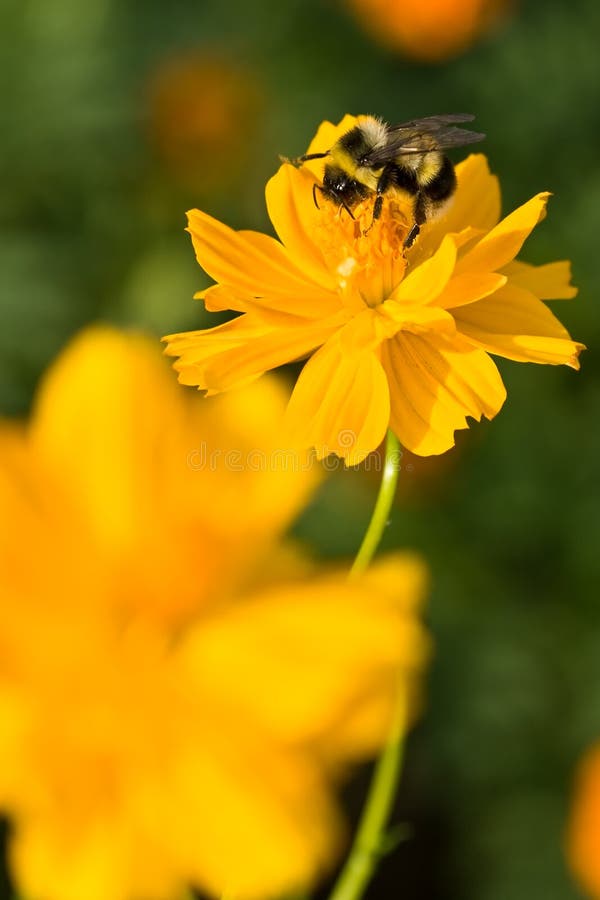 Bumblebee on yellow flower stock photo. Image of leaf - 7660654