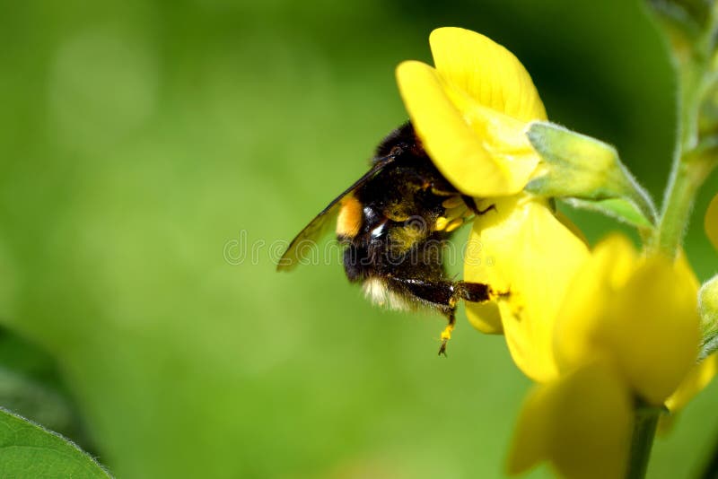 Bumblebee on yellow flower stock photo. Image of color - 94307102