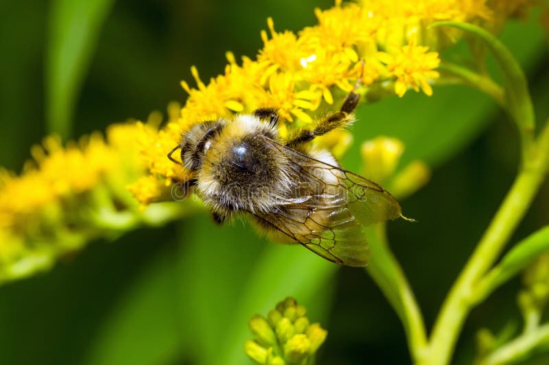 Bumblebee on a Yellow Flower Stock Photo - Image of colors, single ...