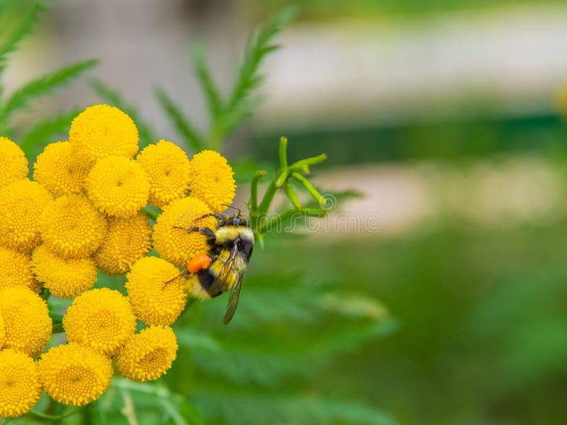 Bumblebee on the Yellow Flower, Busy Like a Bee Stock Image - Image of ...