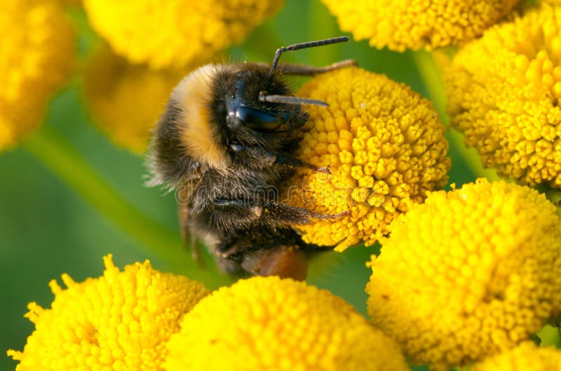 Bumblebee Yellow Flower Busy Like Bee Stock Photos - Free & Royalty ...