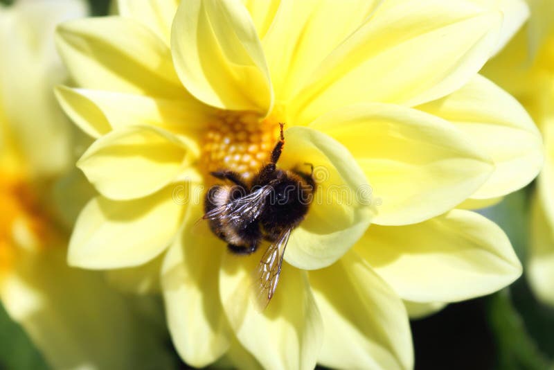 Bumblebee on a Yellow Flower Stock Image - Image of season, bumble ...