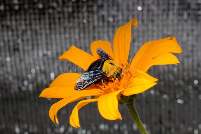 Bumblebee on the Yellow Flower Stock Photo - Image of honeybee, flower ...