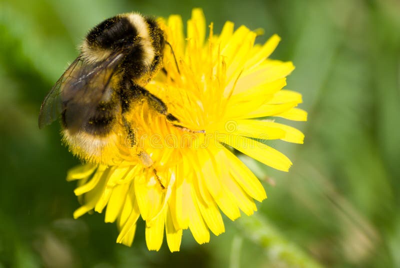 Bumblebee on yellow flower stock image. Image of fluffy - 32147435