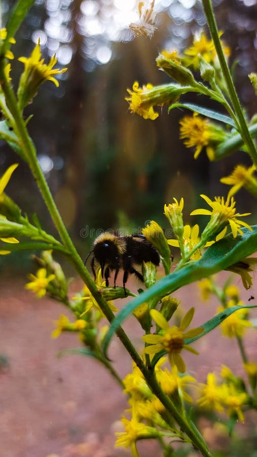 Bumblebee on a Yellow Flower Next To a Gravel Path Stock Image - Image ...