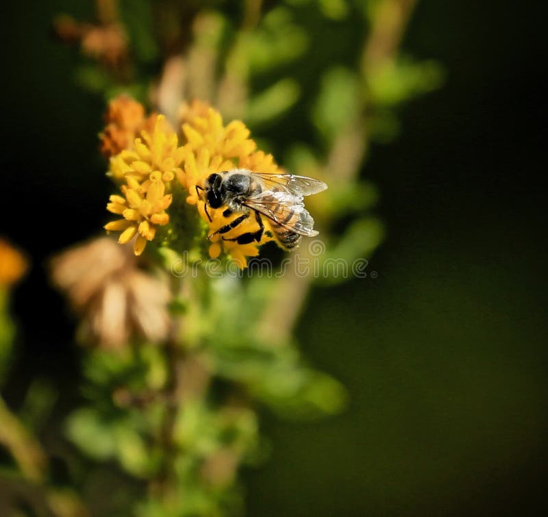 Bumblebee on a Yellow Flower Stock Photo - Image of color, meadow ...
