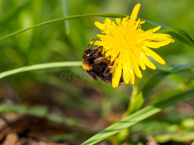 Bumblebee on Yellow Flower 2 Stock Photo - Image of band, micro: 70359438