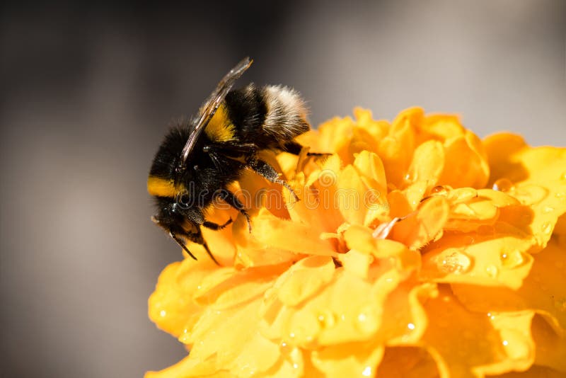 Bumblebee on a Yellow Flower Stock Image - Image of pollination, wild ...