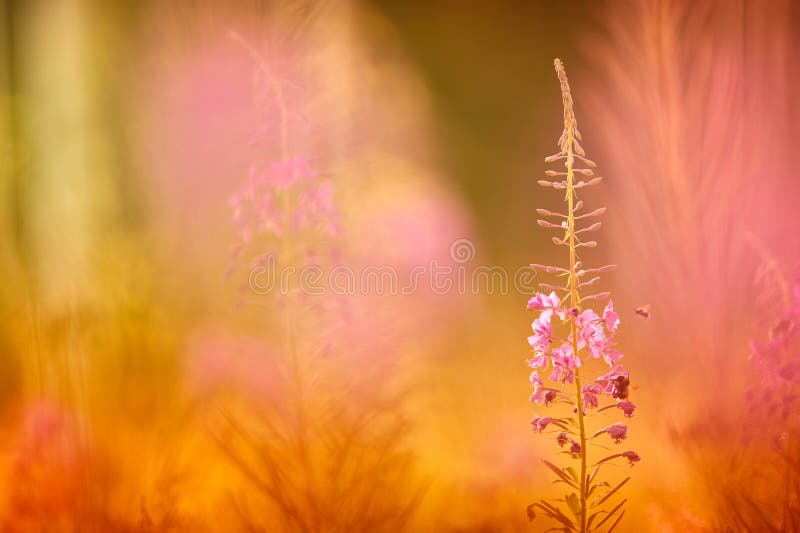 Bumblebee on Fireweed Collecting Nectar and Pollinating Flowers Stock ...