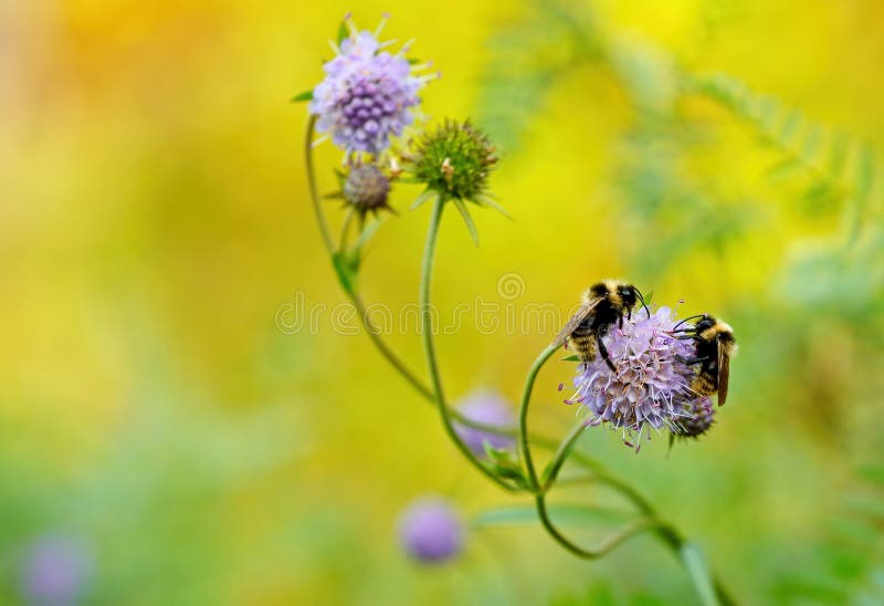 Bumblebees on a Flower of Devils Bit Scabious Stock Image - Image of ...