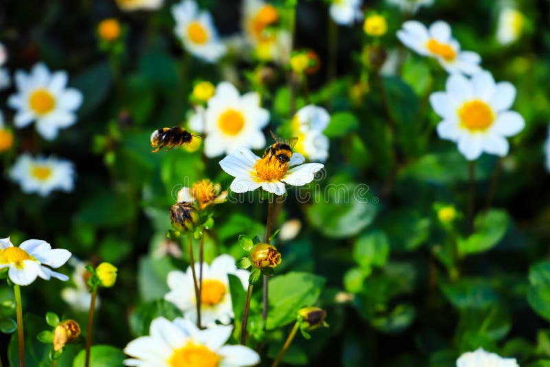 Bumblebees Flying in the Green Field of Daisy Flowers Stock Photo ...