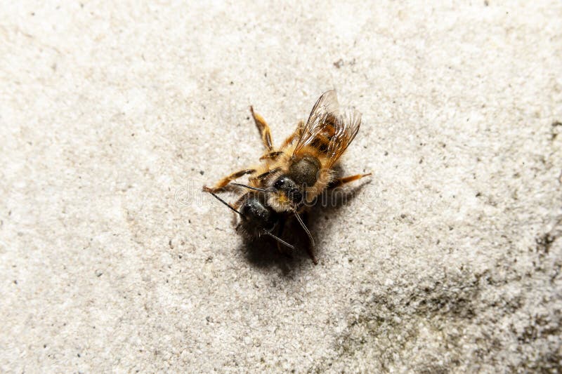 Bumblebees Mating on a Rock, View from Above Stock Image - Image of ...