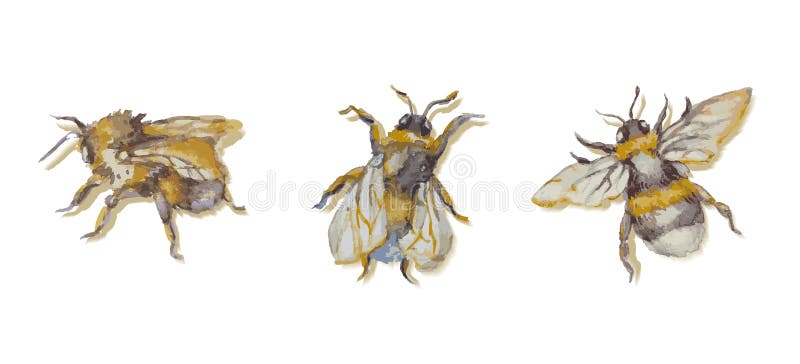 Striped Watercolor Bumble Bees Stock Vector - Illustration of poses ...