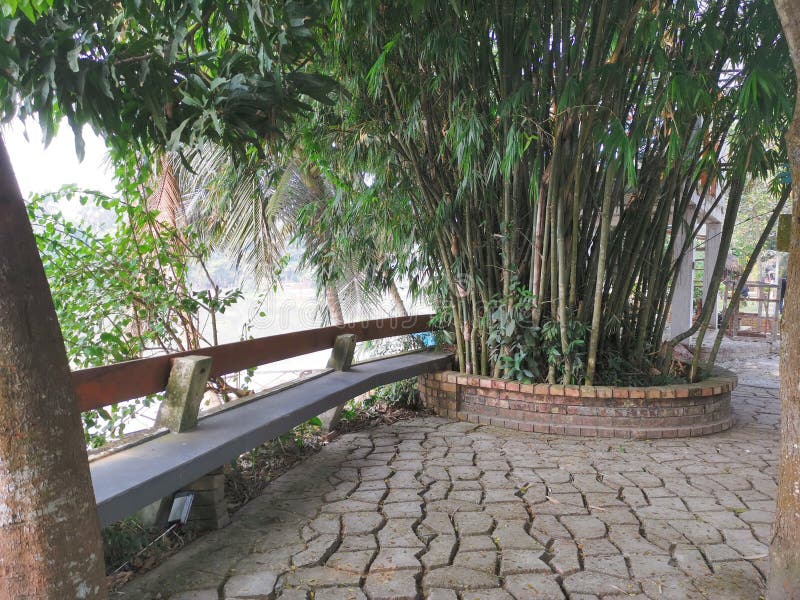 The Bumboo Tree and the Nature by the Side of Chitra River. Stock Image ...