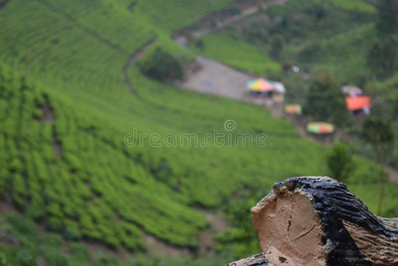 Beautiful Panoramic Landscape Tea Plantation Kaligua Bumiayu. Stock ...