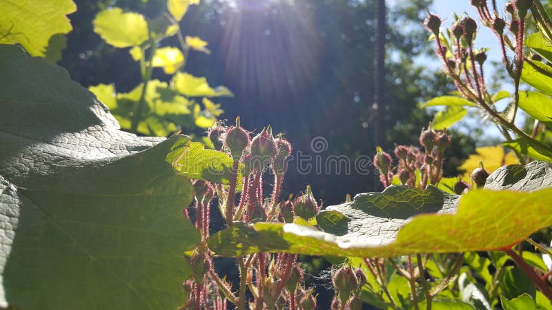 Bumming Roses in the Garden. Stock Image - Image of summer, green: 94546249