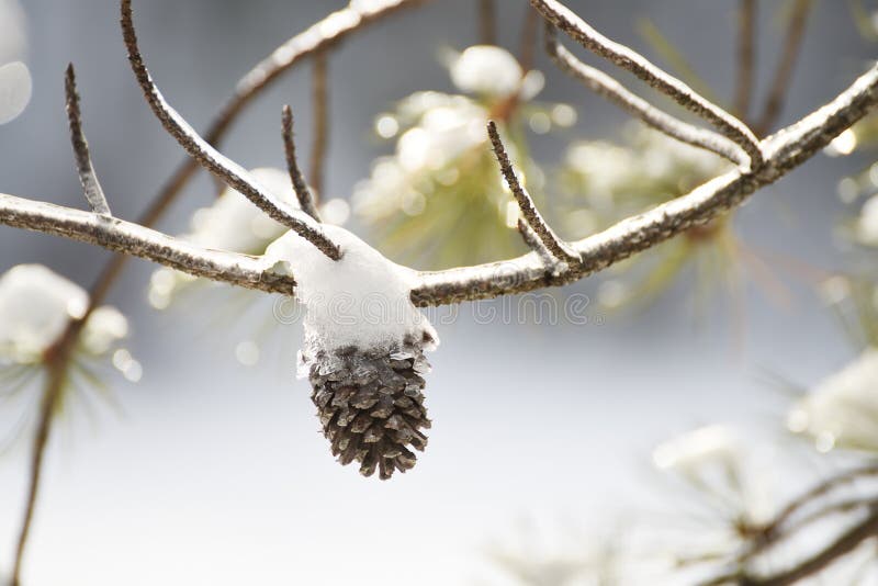 A Bump on a Branch in the Snow in a Winter Park. Stock Image - Image of ...
