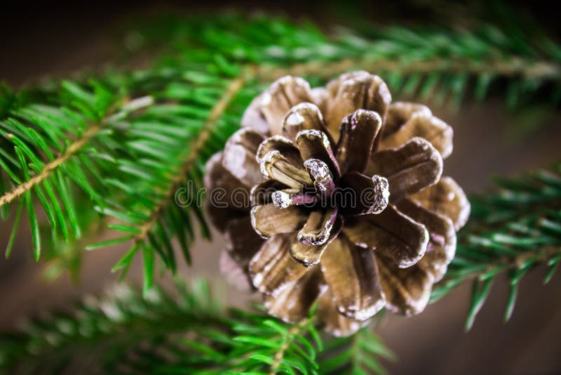 Bump on the Christmas Tree Branch Stock Image - Image of decorate, pine ...