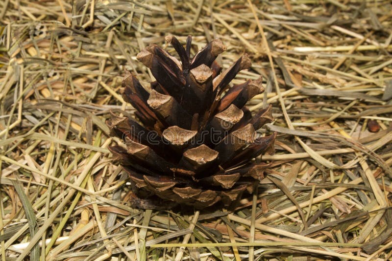 A bump on dry grass stock image. Image of macro, grass - 199907573