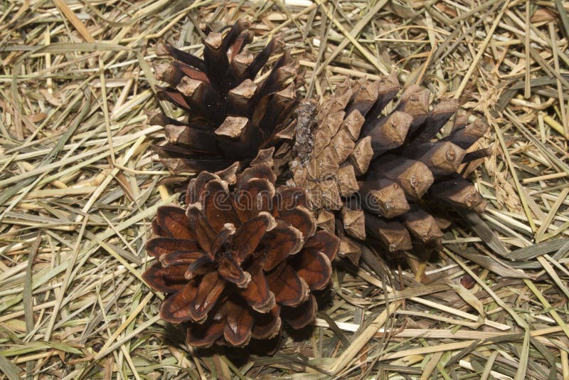 A bump on dry grass stock photo. Image of grass, earth - 199907576