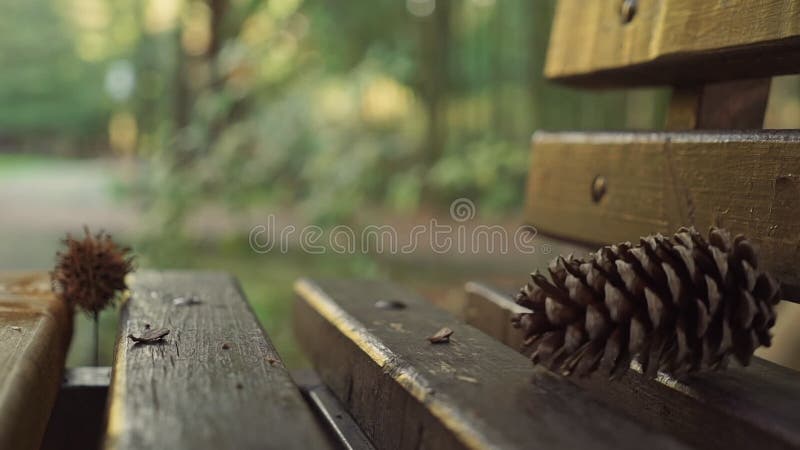 Bump Falls on a Wooden Bench in a Close-up Stock Footage - Video of ...