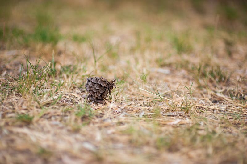 A Bump on the Ground, a Bump Close Up, a Bump on the Ground Stock Image ...