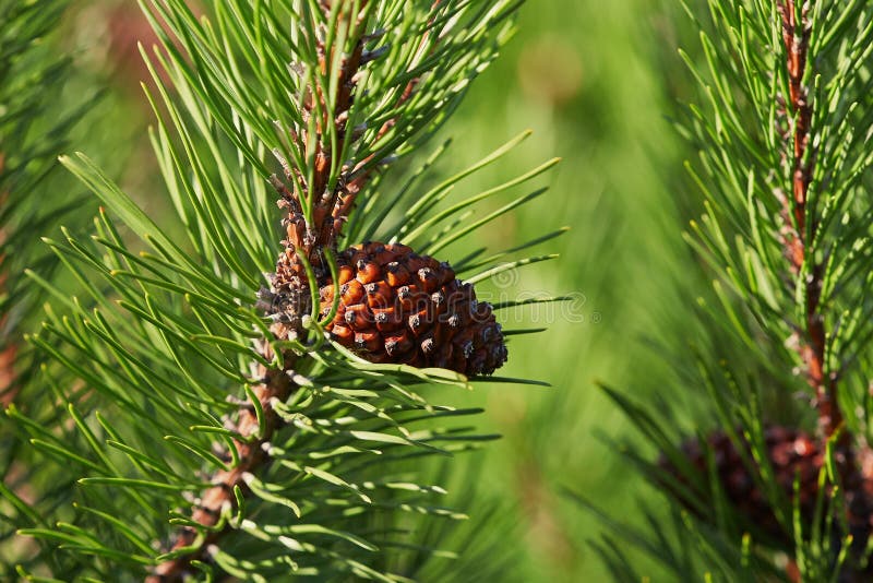 Bump on spruce branch stock photo. Image of fresh, outdoor - 128035624