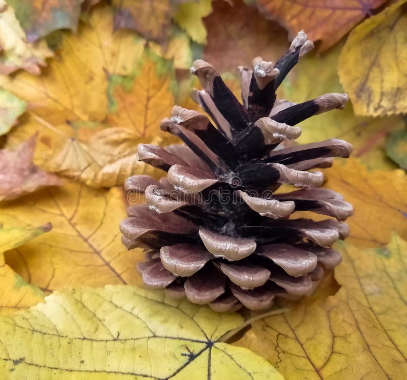 The Bump Stands on the Autumn Background in the Form of a Fallen Ilstvy ...