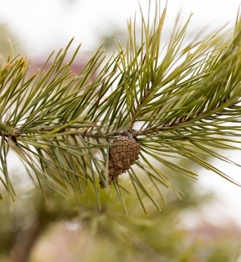 Bump on the tree in nature stock photo. Image of branch - 107693282