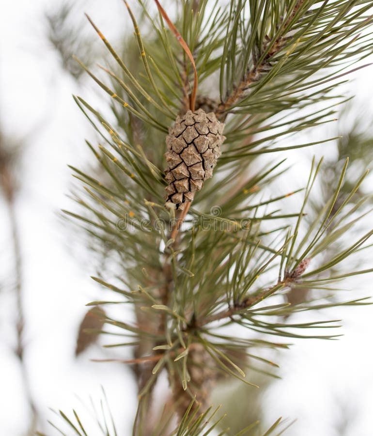 Bump on the tree in nature stock photo. Image of celebration - 105984244