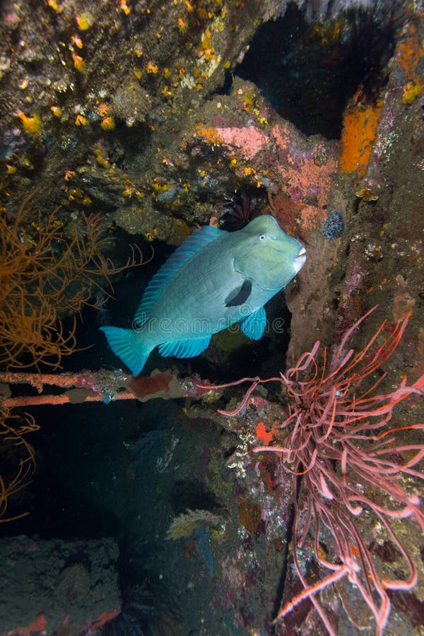 Bumphead parrotfish stock image. Image of australia, bolbometopon ...