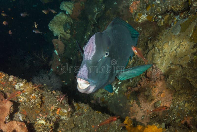 Bumphead parrotfish stock photo. Image of reef, green - 33608936