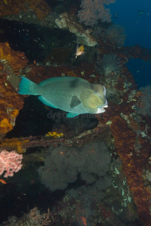 Parrot Fish On The Great Barrier Reef Queensland Australia Stock Photo ...