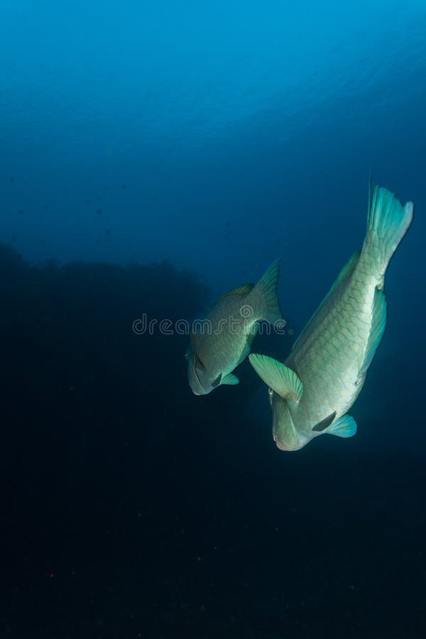 Bumphead parrotfish stock image. Image of green, bumphead - 33608957