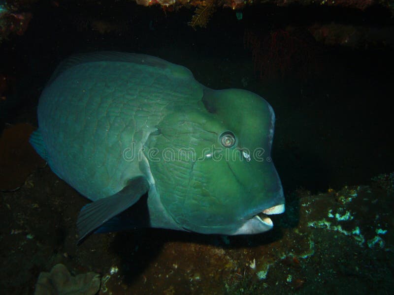 Bumphead parrotfish stock image. Image of reef, holiday - 33608957