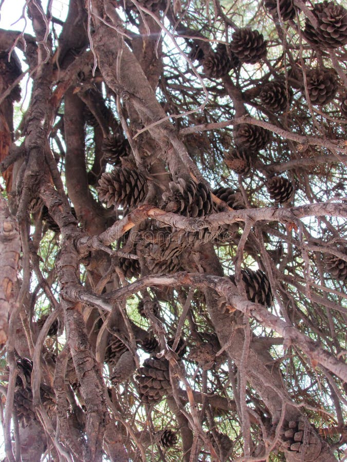 Bumps stock image. Image of tree, eaten, brown, branches - 79668593