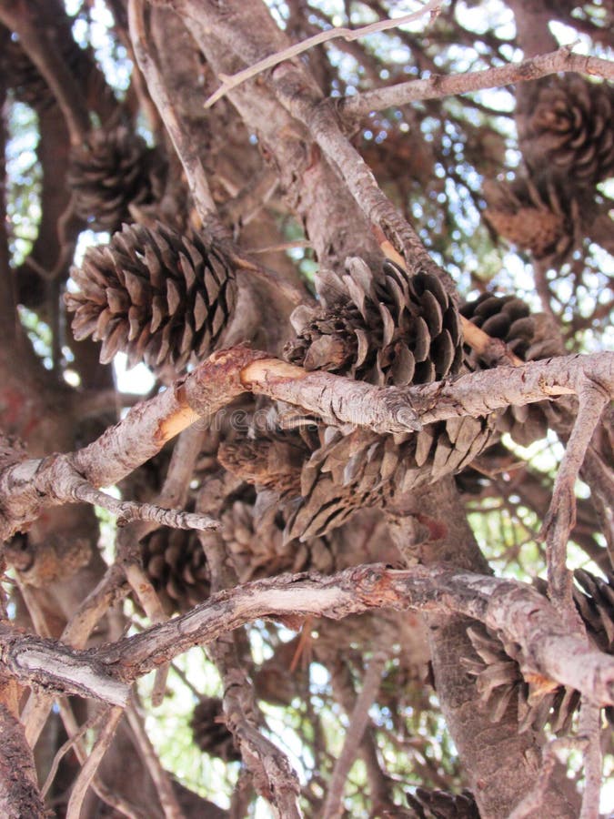 Bumps stock photo. Image of wreaths, christmas, cones - 80623358