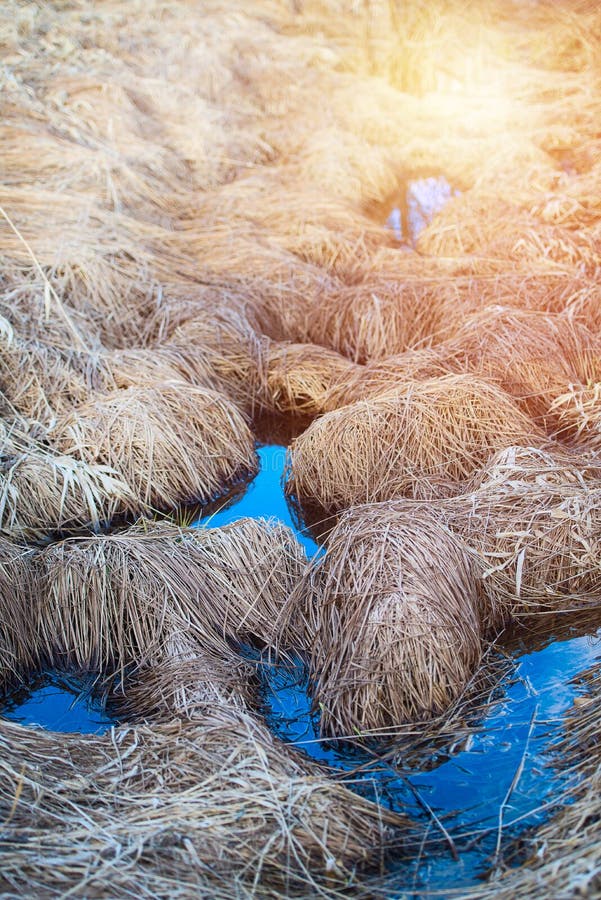 Bumps of Dry Grass on the Water Stock Image - Image of clouds, pasture ...