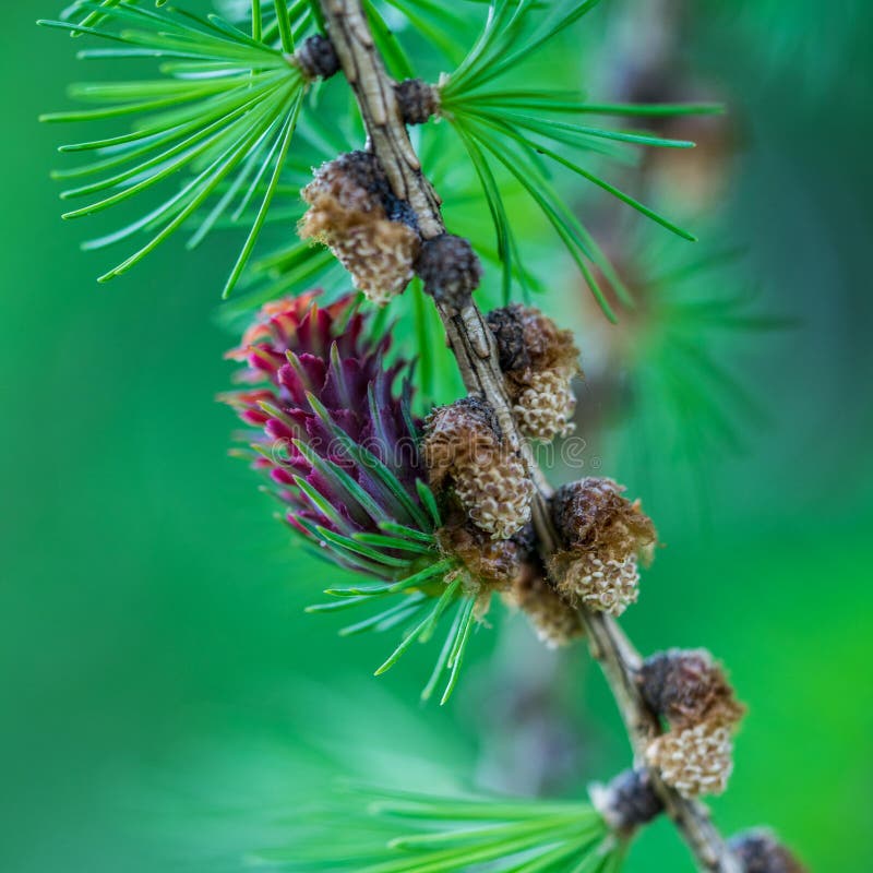 Bumps stock photo. Image of bloom, festivity, festival - 80994572