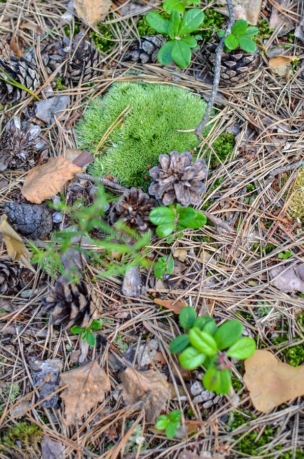 A Bumps on the Grass and Moss Stock Image - Image of area, climate ...