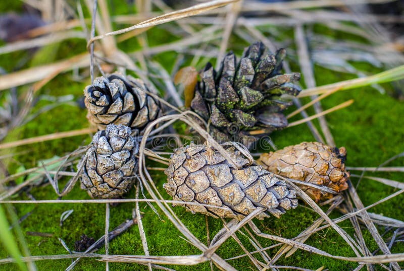 Pine Bumps Lie On The Ground. Stock Photo - Image of open, green: 130224002