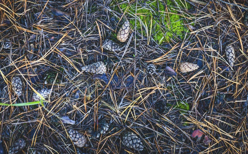 Bumps on the ground stock photo. Image of plant, pattern - 130874628