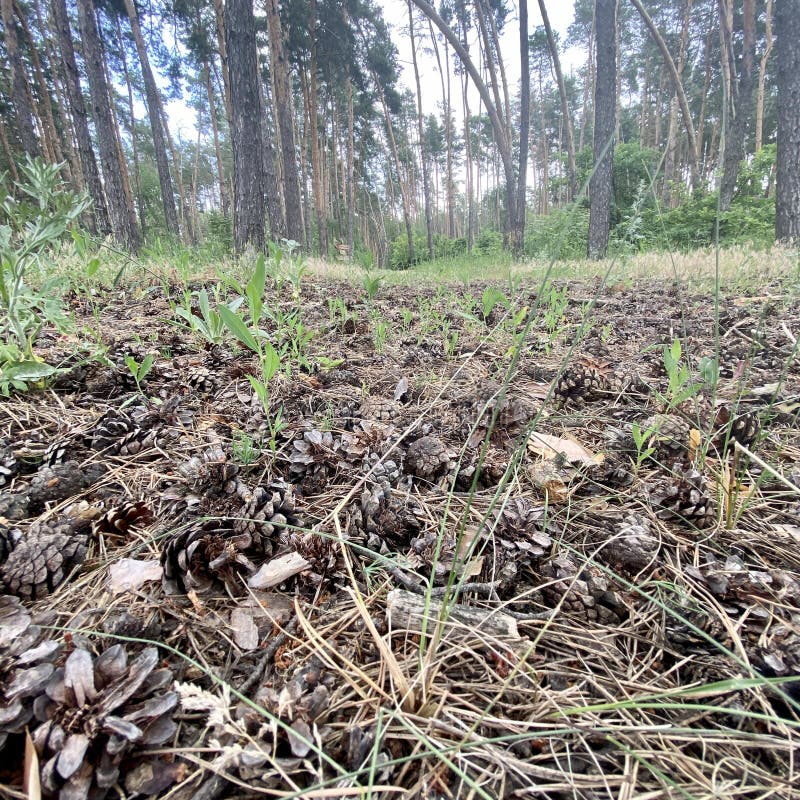 Bumps on the ground stock photo. Image of forest, nature - 225607678