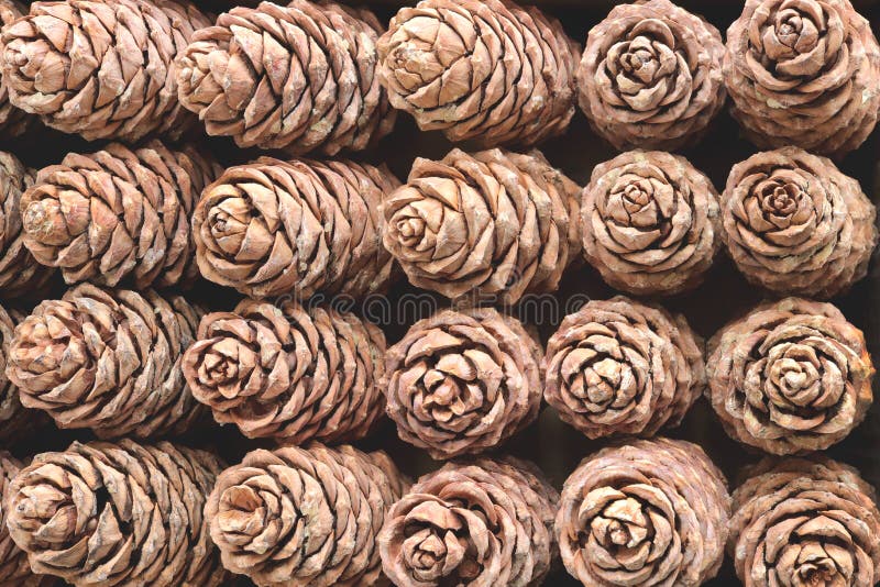 Bumps Rows and Columns Backdrop. Stock Photo - Image of pinetree, bumps ...